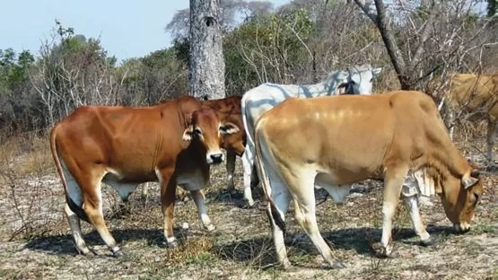 OVER 100 CATTLE DEAD IN GWEMBE AS DISEASE SPREADS - Diamond Media